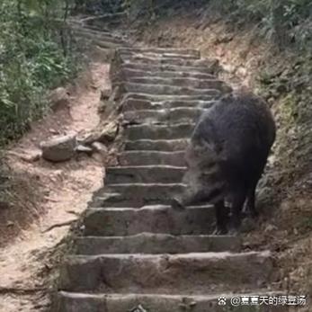 吓野猪的声音截图