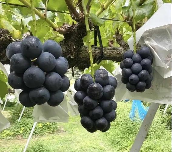 长野紫葡萄品种介绍图标