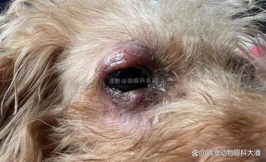 狗狗眼睛长了个小疙瘩图标