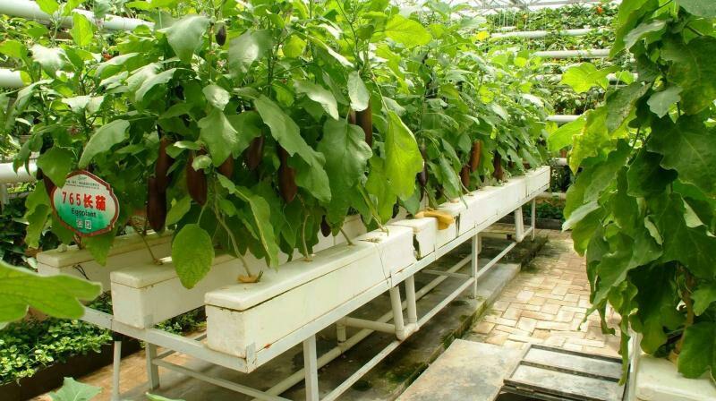 泡沫箱种茄子的正确方法图标
