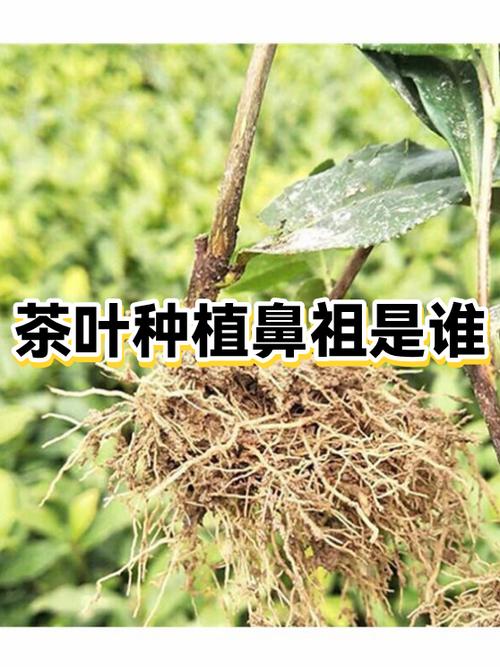 茶叶鼻祖是谁图标