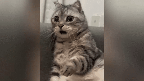 震惊猫表情包gif图标