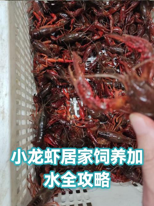 养小龙虾最佳水深图标