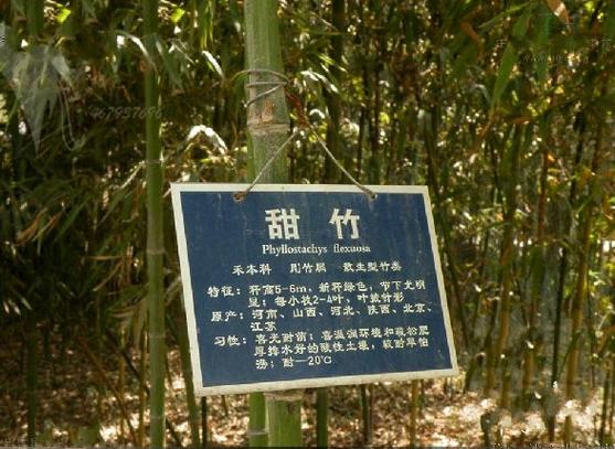 甜竹是什么