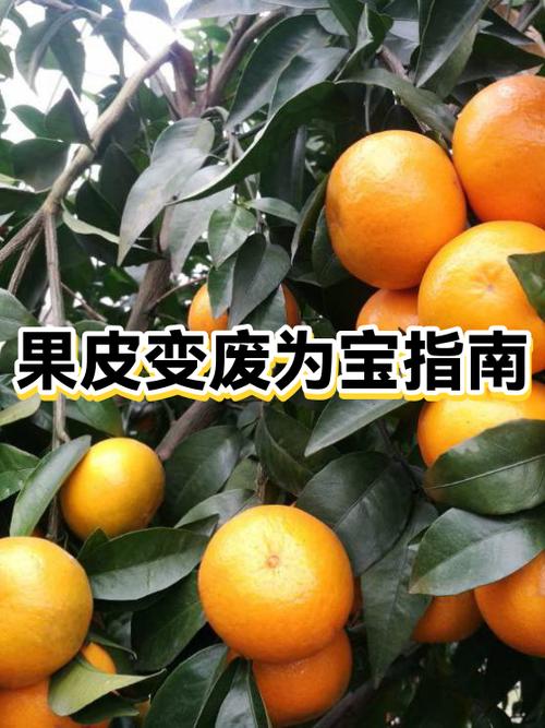 桔子和香蕉相克吗截图