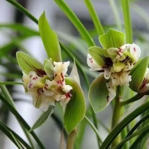 春兰蝶花大全