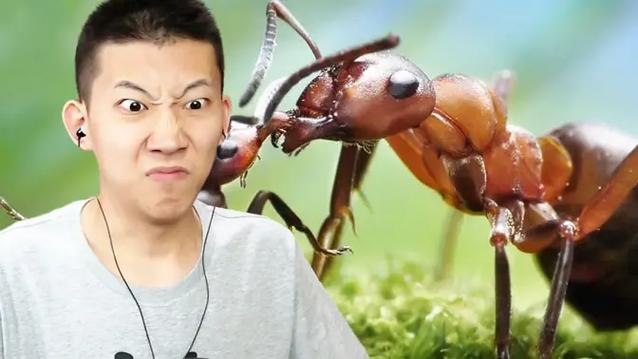 鲤鱼ace蚂蚁模拟器图标