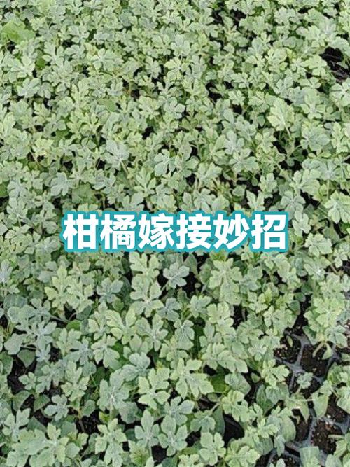 桔子嫁接的最佳时间和方法截图