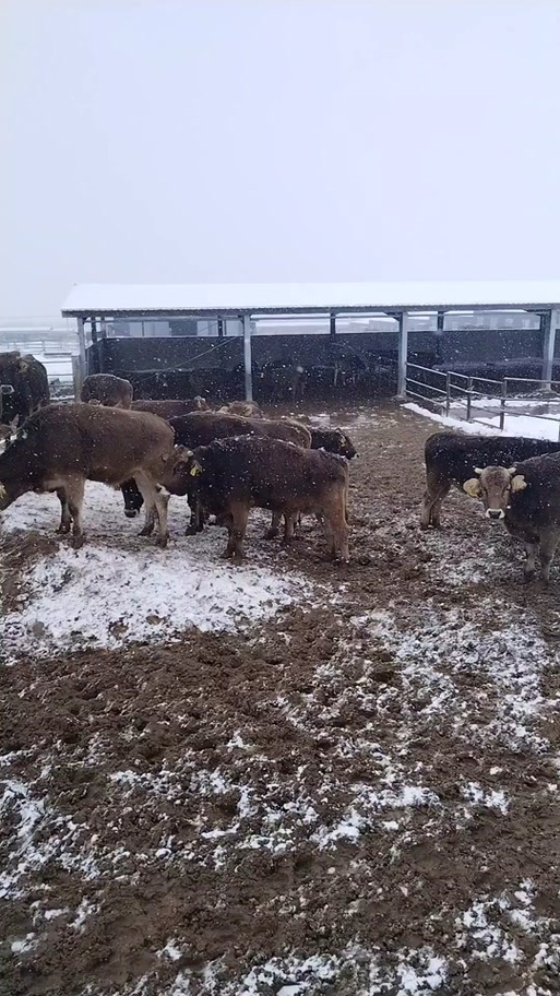 圆梦牧场图标