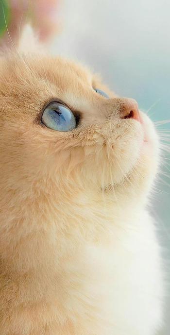 激萌猫咪宠物桌面免费图标