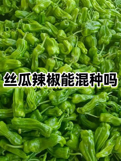 丝瓜挨着辣椒种可以吗