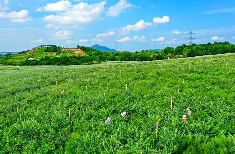 蓝莓种植基地在哪里图标