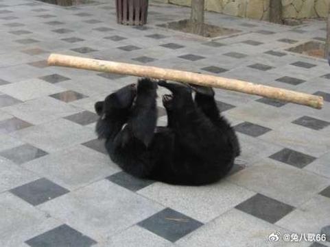 会功夫的熊是真的吗图标