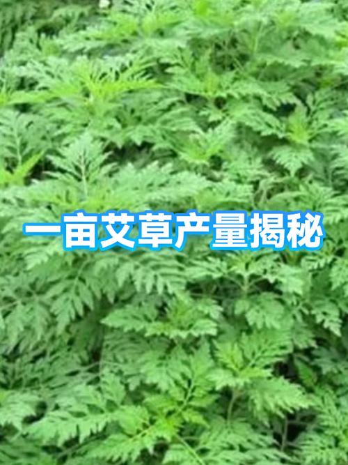 种植艾草一亩利润多少图标