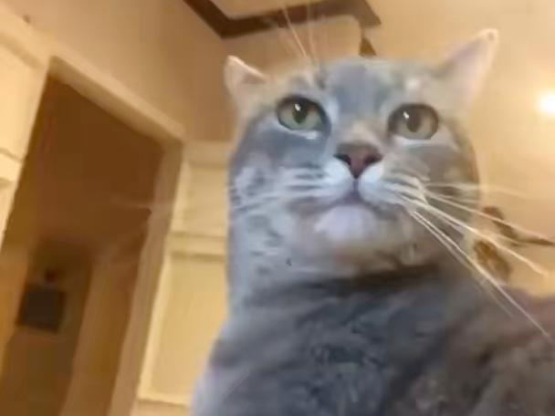 猫咪在线短视频观看图标