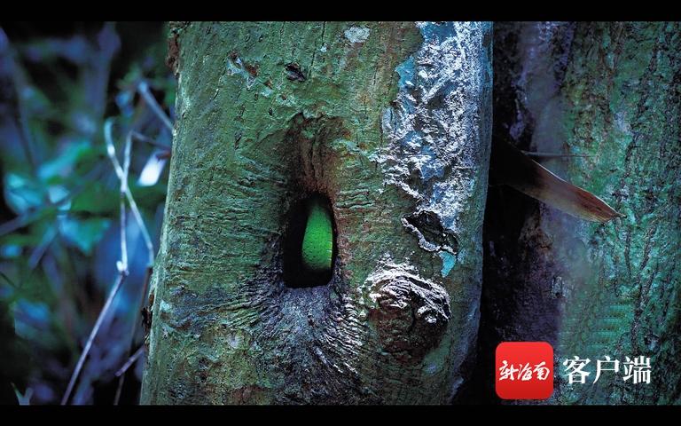 荣耀手机相册隐藏了怎么找出来图标