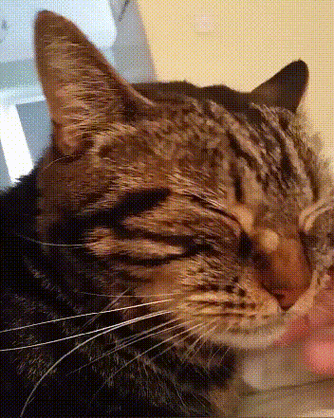猫不吃饭最快解决方法图标