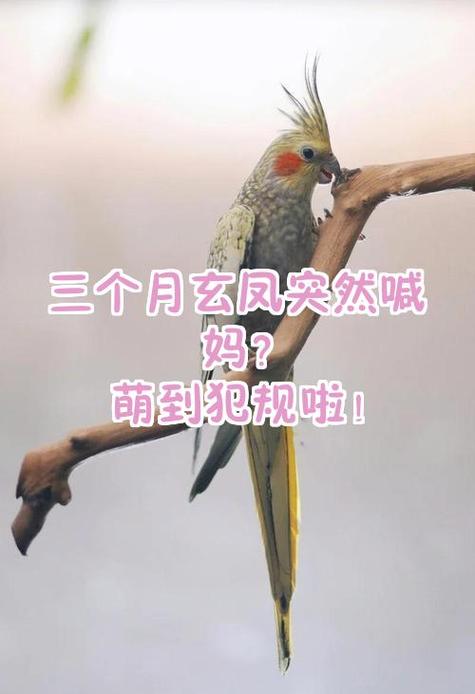 鹦鹉最治愈人心的句子截图