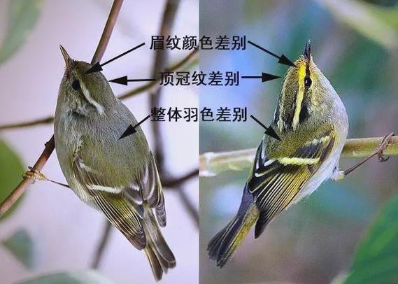 识鸟图片大全