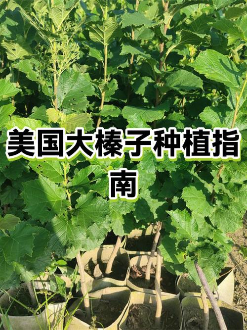 榛子科技图标