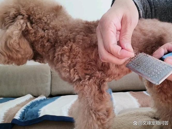狗毛打结原因截图