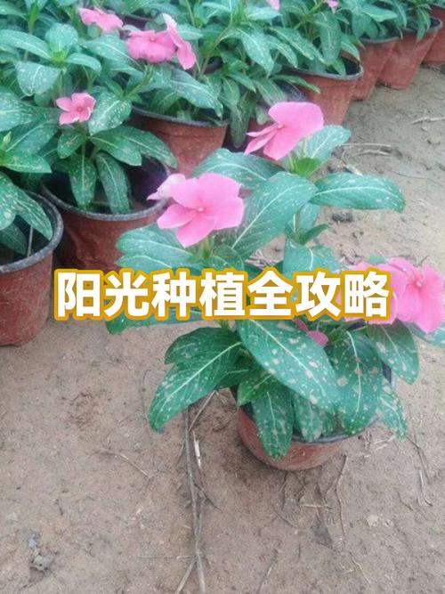 植物大战僵尸免费阳光图标