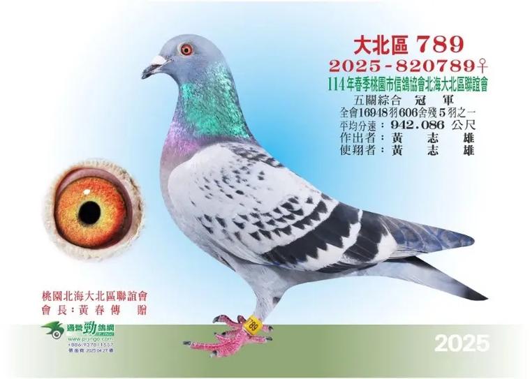 台湾鸽子怎么查询成绩图标