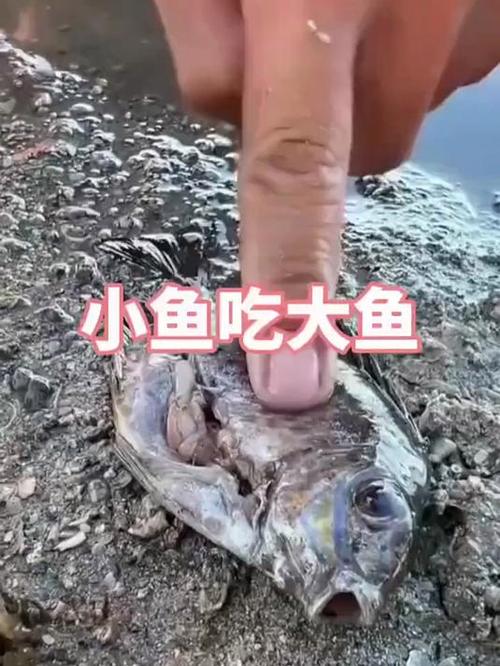 小鱼吃大鱼图标