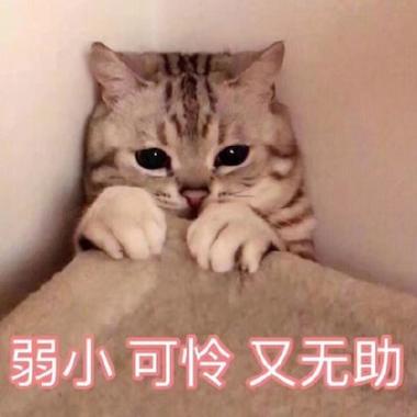 可爱又可怜表情包图片图标