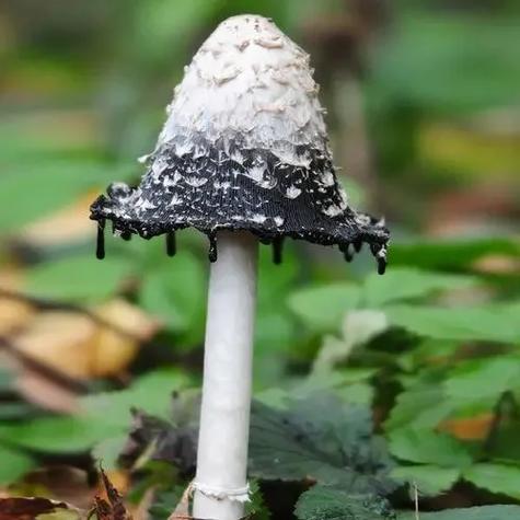黑粗长的蘑菇图标