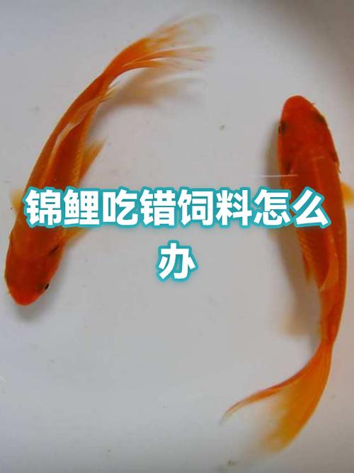 鱼食都被一条锦鲤吃了怎么办