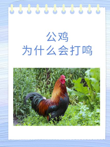 庆鸡的叫声大全mp3图标