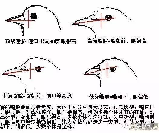 鉴鸽技巧大全带图