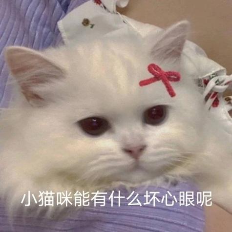 小猫咪能有什么坏心思呢表情包图标