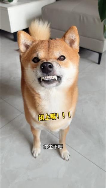 有只柴柴叫旺财图标