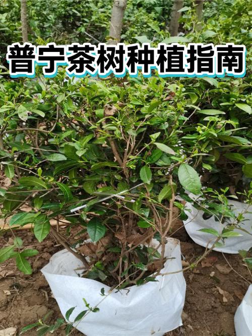 广东普宁图标