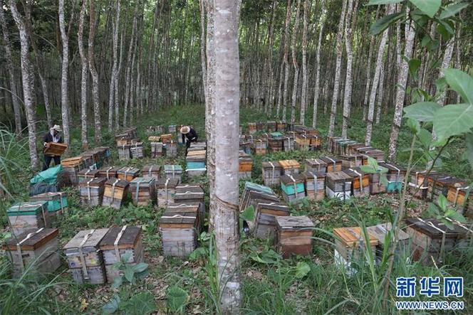 蜜蜂怎么抓进蜂箱截图