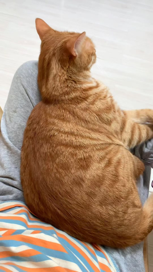 橘猫粘人吗图标