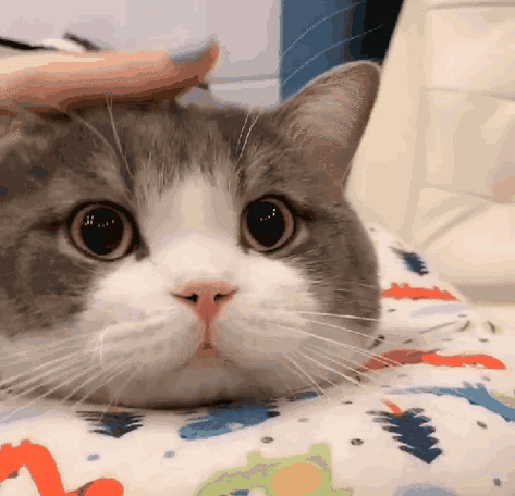 猫能忍受几天主人不在家截图