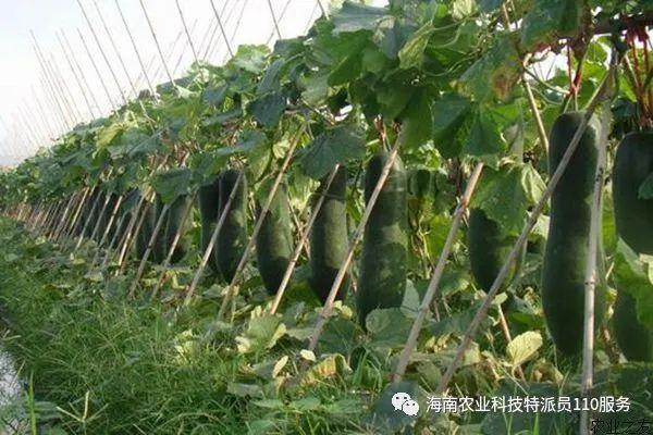 冬瓜种植方法全过程图标