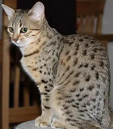 抓住猫下载埃及猫图标