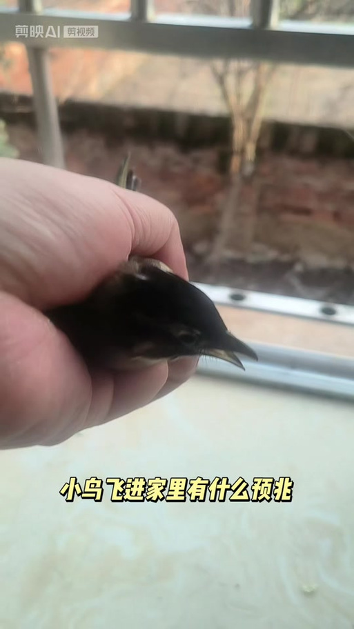 小鸟进家代表什么预兆图标