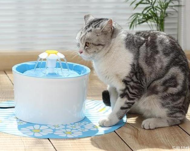 猫喝什么水