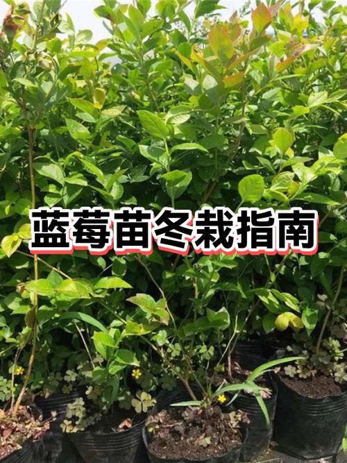 家庭种植蓝莓怎么栽