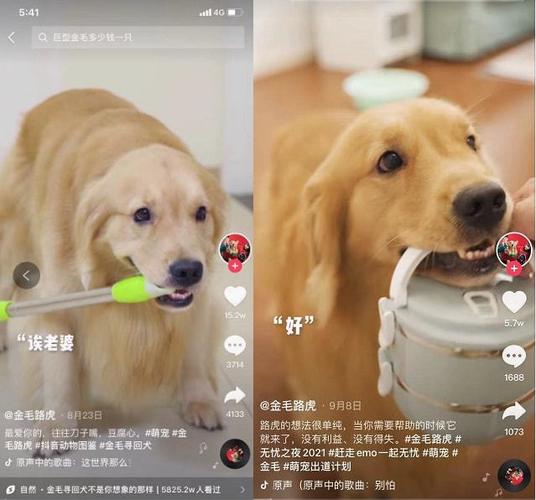 宠物狗视频播放截图