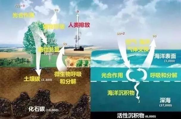 碳汇的定义截图
