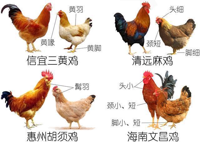 中国最好吃的鸡品种排名图标