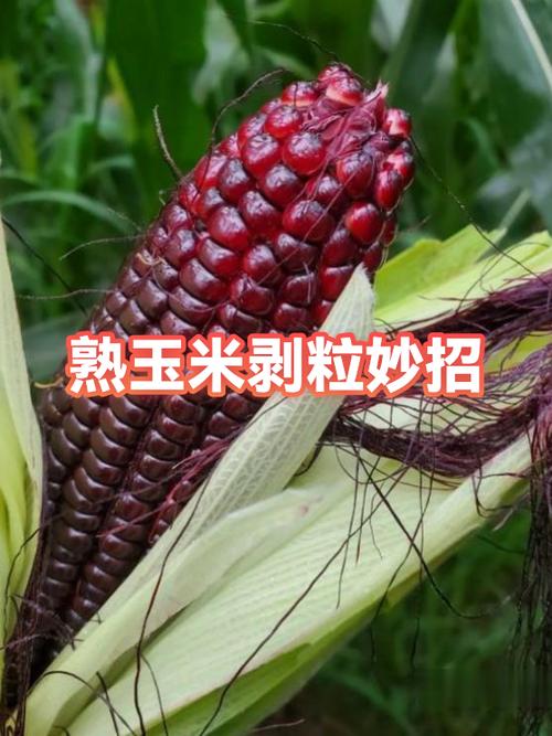熟玉米不能和哪些食物一起吃图标
