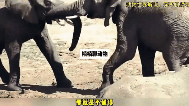 动物世界.大全集视频图标