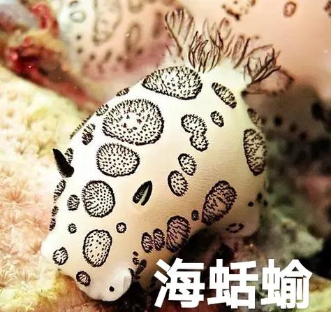 20000种海洋生物名称